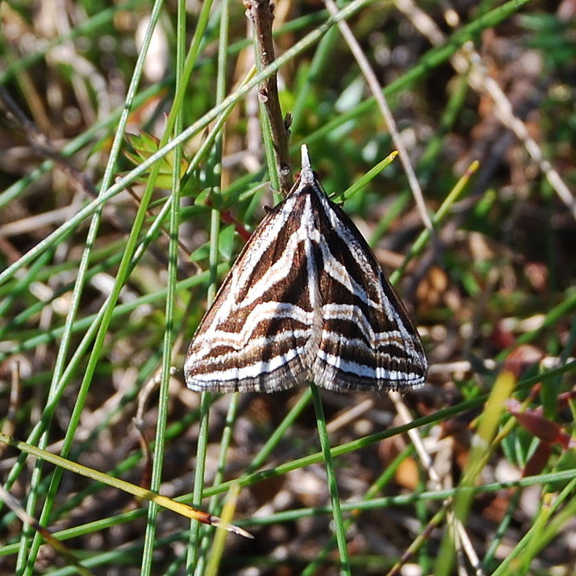 Ceremonial Heath Moth (Geometridae of SW Australia) · BioDiversity4All