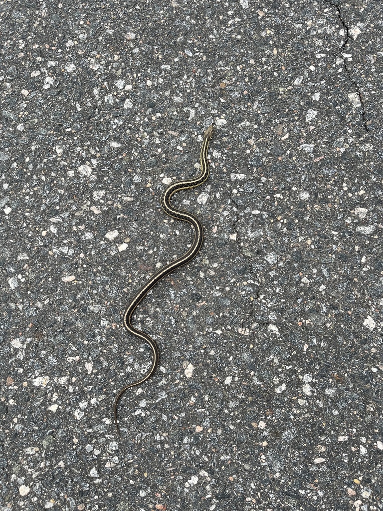 Eastern Garter Snake from Killbear Provincial Park, Carling, ON, CA on ...
