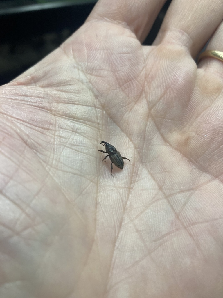 Hunting Billbug from Priscilla Dr, Dana Point, CA, US on October 28 ...