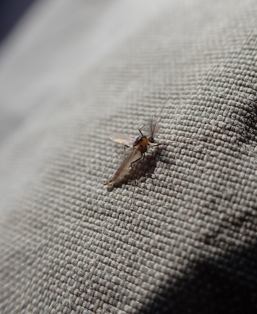 Non-biting Midges from Glacier County, MT, USA on July 27, 2024 at 06: ...