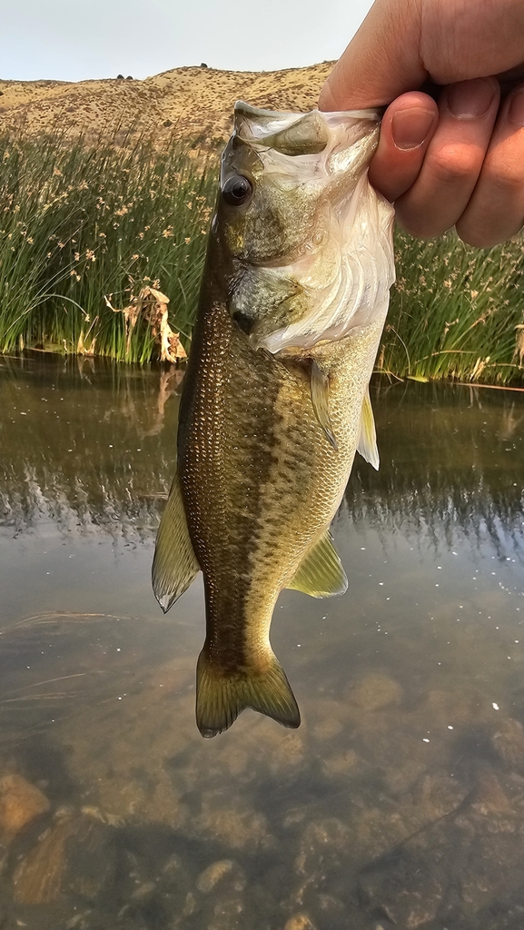 Largemouth Bass from Hesperia, CA 92345, USA on September 7, 2024 at 10 ...