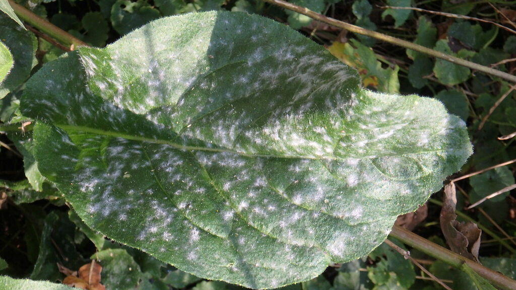 Powdery Mildews from Tisch Mills, WI, USA on October 3, 2024 at 01:55 ...