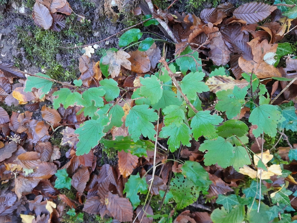 Mountain Currant from 26190 Échevis, France on October 28, 2024 at 11: ...