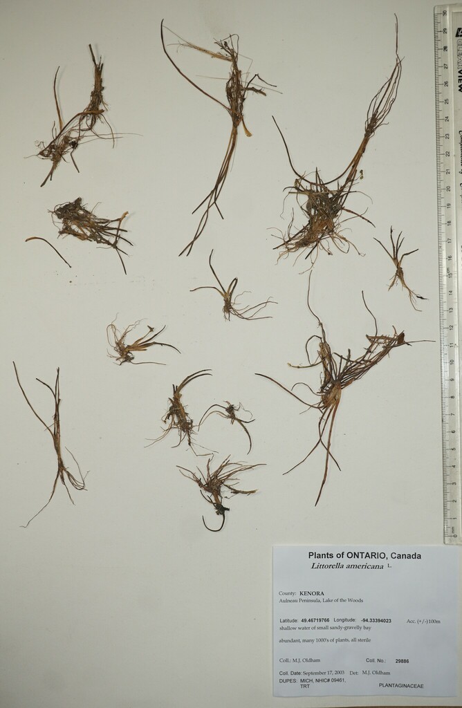 American shoreweed from Canada, Ontario, KENORA County, Aulneau ...