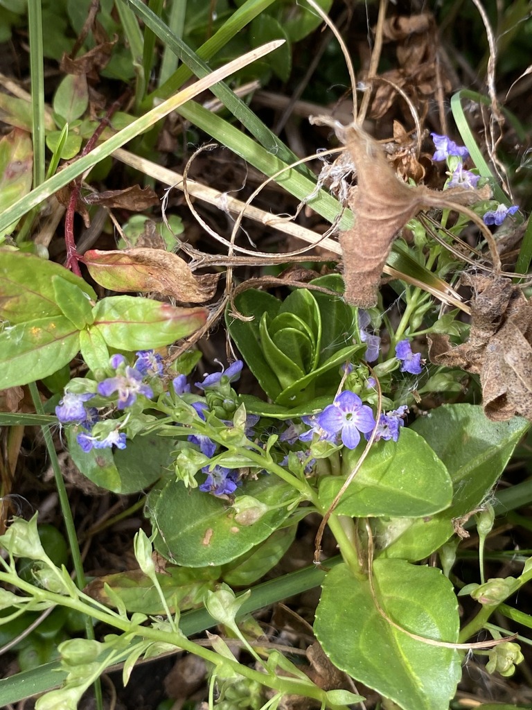 American brooklime from Alpine County, CA, USA on October 10, 2024 at ...