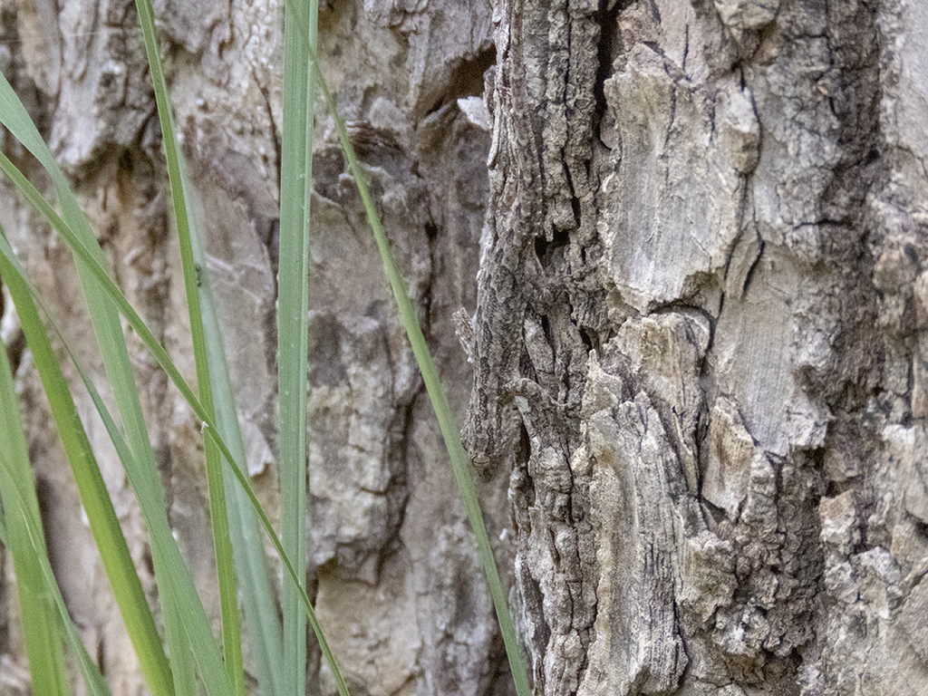 Northern House Gecko from Bheri, Nepal on July 10, 2019 at 08:28 PM by ...
