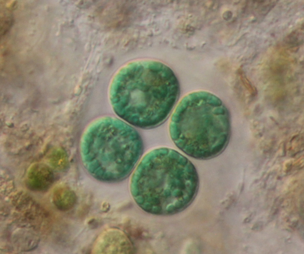 glaucophyte algae (Glaucophyta) - Botanical Realm