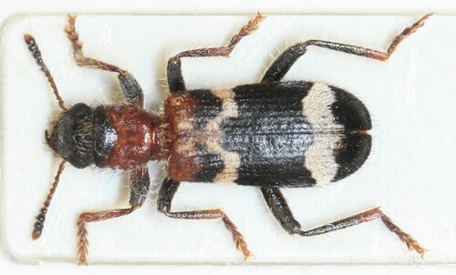 Form Thanasimus femoralis pectoralis · iNaturalist