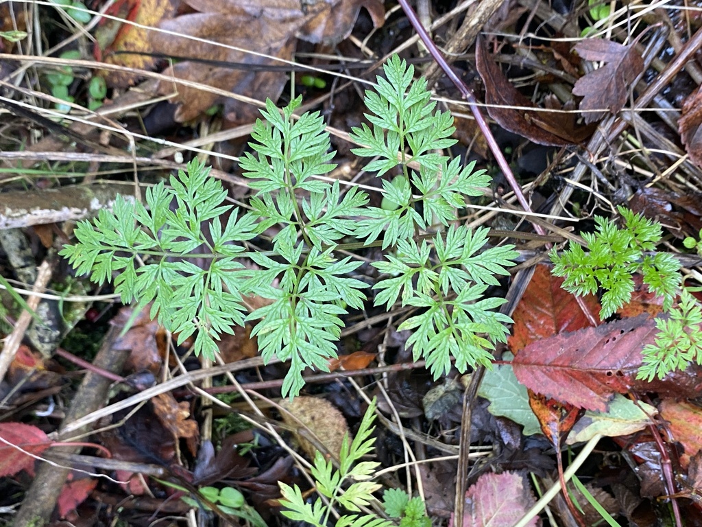 Cow Parsley from Haigh Hall Golf Club, Wigan, England, GB on October 27 ...