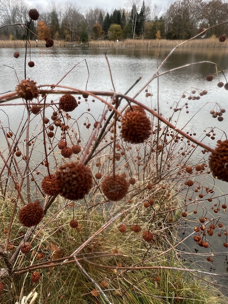 buttonbush from Oro-Medonte, ON, CA on October 28, 2024 at 02:48 PM by ...