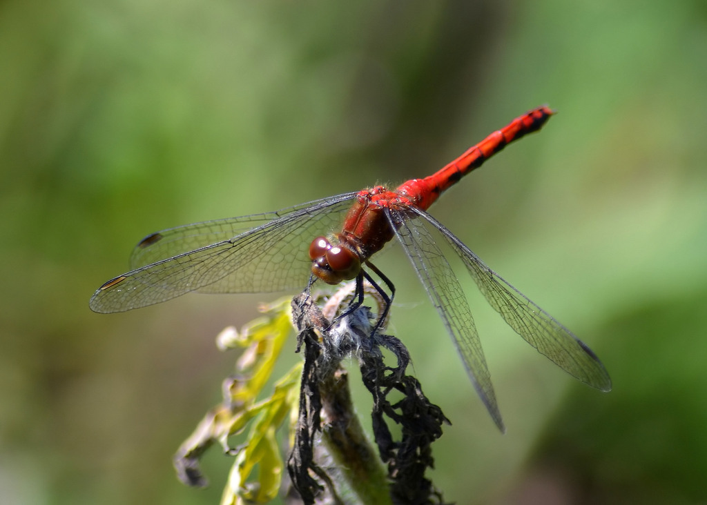 Sympetrum rubicundulum (Ruby Meadowhawk) (Dragonflies and Damselflies ...