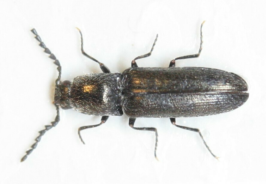 Ponel's click beetle from Серебряно-Прудский р-н, Московская обл ...
