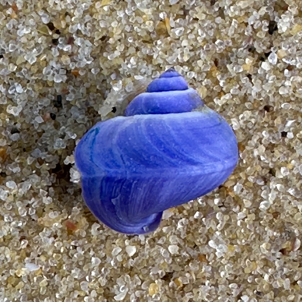 Dwarf Violet Snail from Newcastle Beach, Newcastle, NSW, AU on October ...