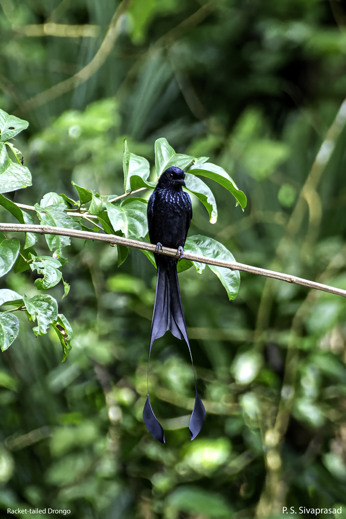Greater Racket-tailed Drongo from Andaman and Nicobar Islands, India on October 19, 2024 at 10: ...