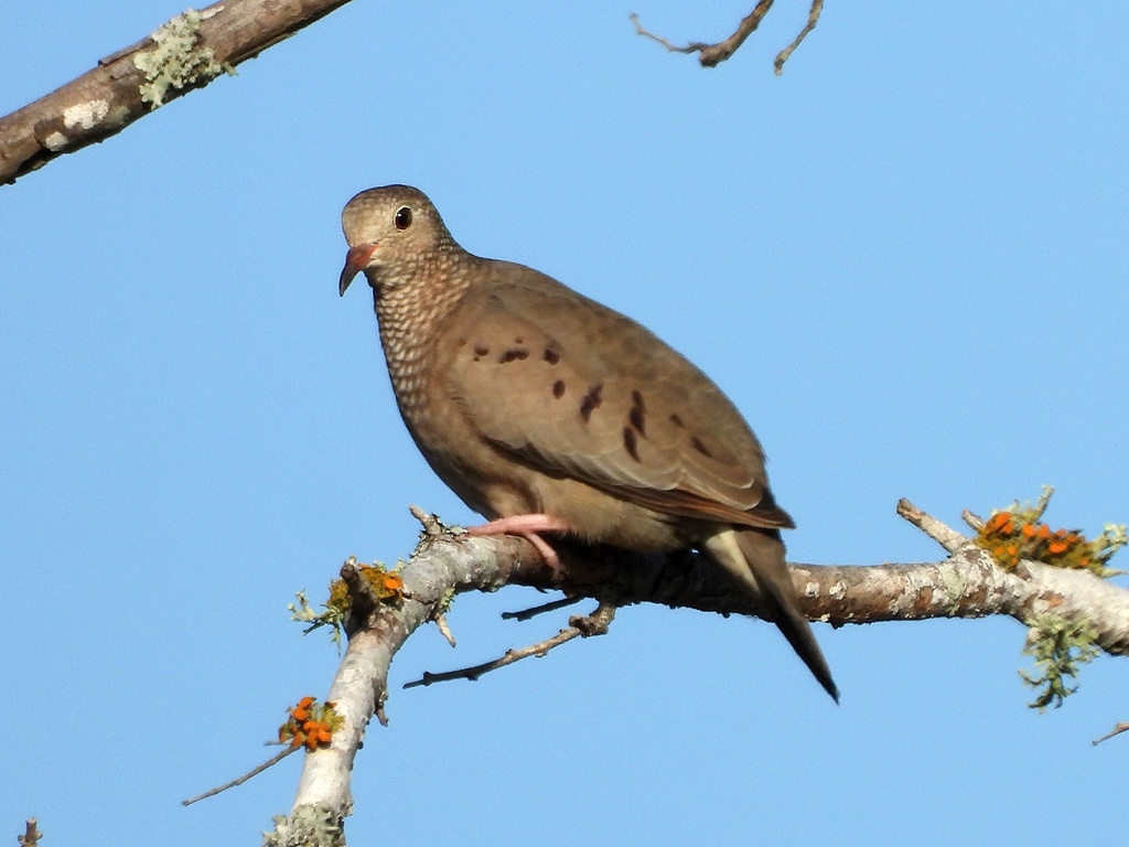 Common Ground Dove from Eldridge / West Oaks, Houston, TX, USA on ...