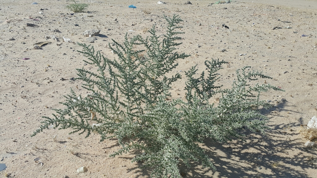 Cornulaca aucheri from Al Ahmadi Governorate, Kuwait on July 11, 2019 ...