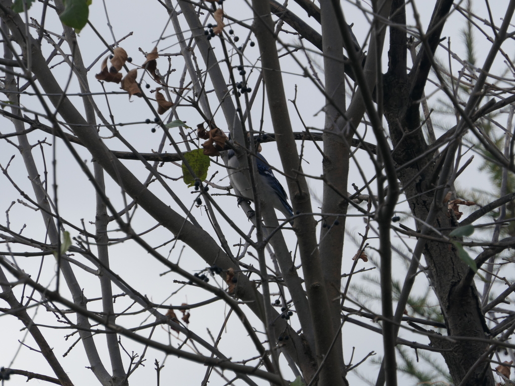 Blue Jay from Wismer Commons, Markham, ON, Canada on October 28, 2024 ...
