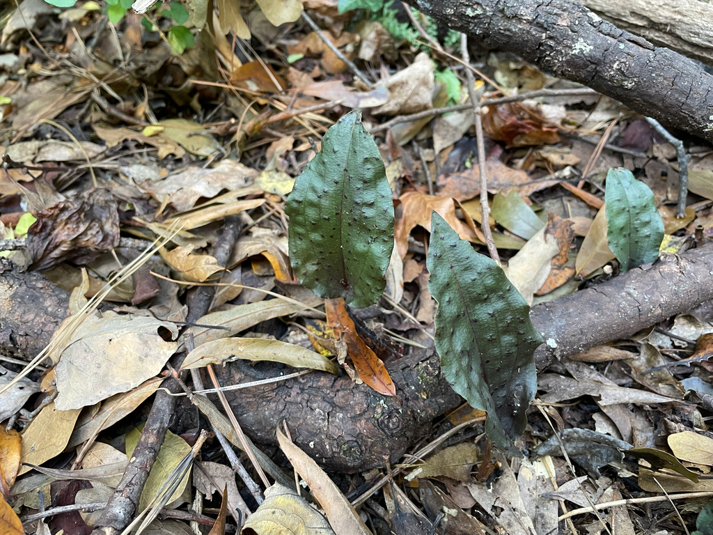crane-fly orchid from Spartanburg, SC, US on October 28, 2024 at 05:04 ...