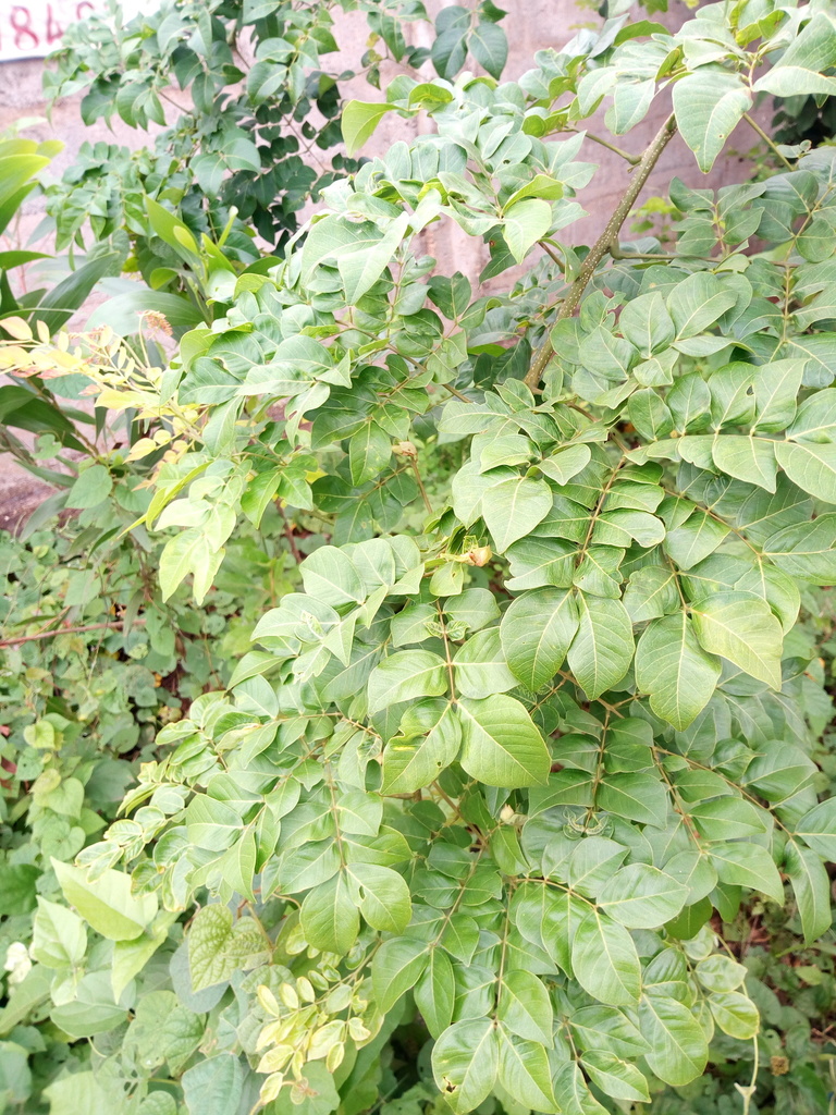 (Albizia zygia) - Botanical Realm