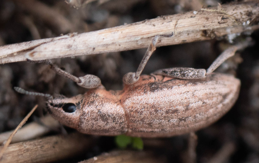 Sesuvium Weevil from Little St Simons Island, Georgia, USA on October ...