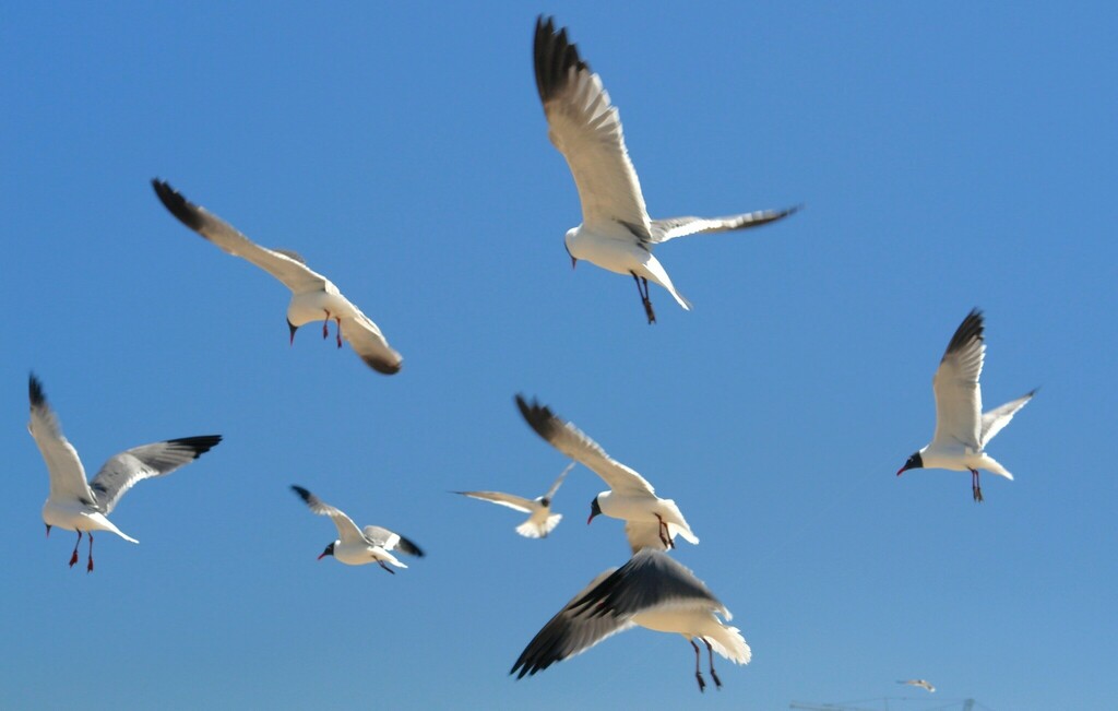 Laughing Gull from Cameron County, TX, USA on April 26, 2007 at 01:23 ...