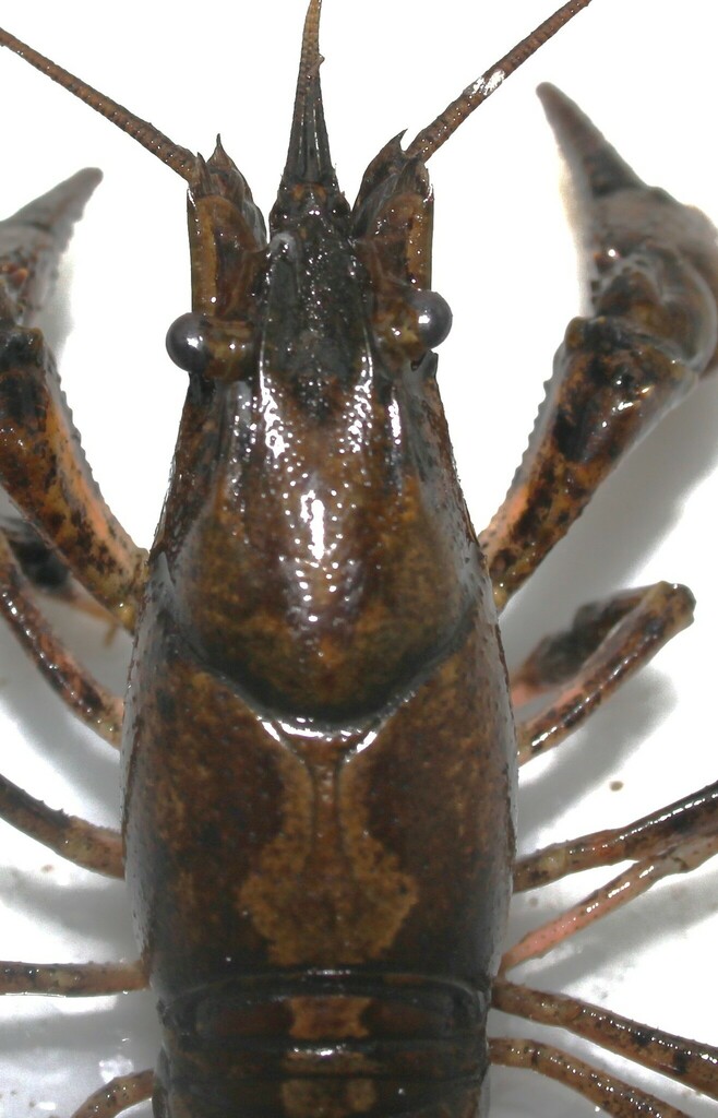 Calico Crayfish from Bear Creek Township, PA, USA on October 27, 2024 ...