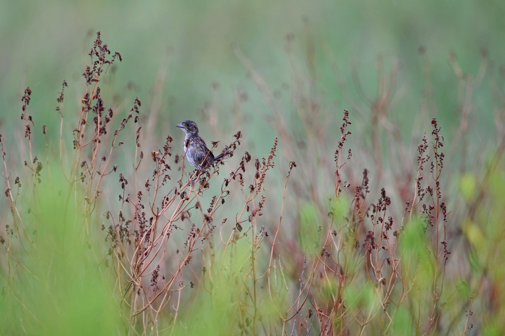 Seaside Sparrow from Cameron Parish, LA, USA on July 23, 2024 at 09:46 ...