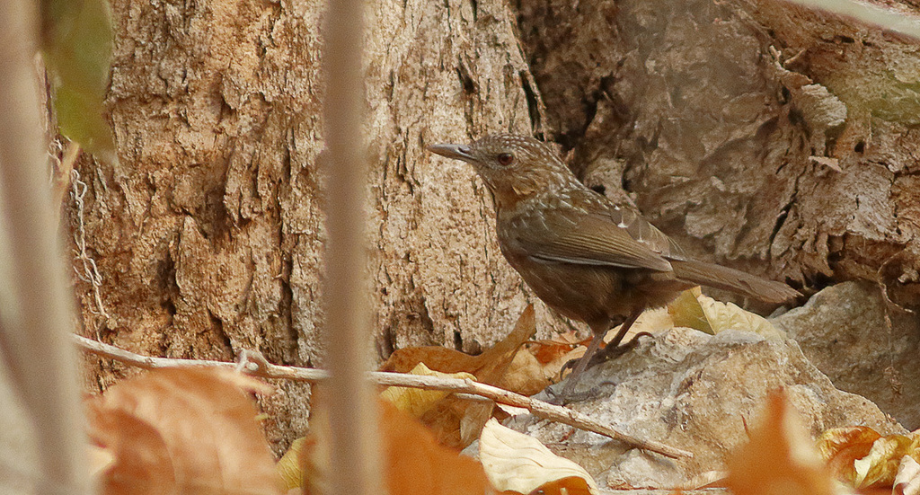 Limestone Wren-Babbler (Birds of XTBG) · iNaturalist
