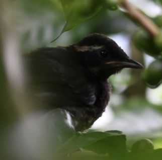 Rosy Thrush-Tanager from Chiriquí, PA on October 27, 2024 at 04:55 PM ...