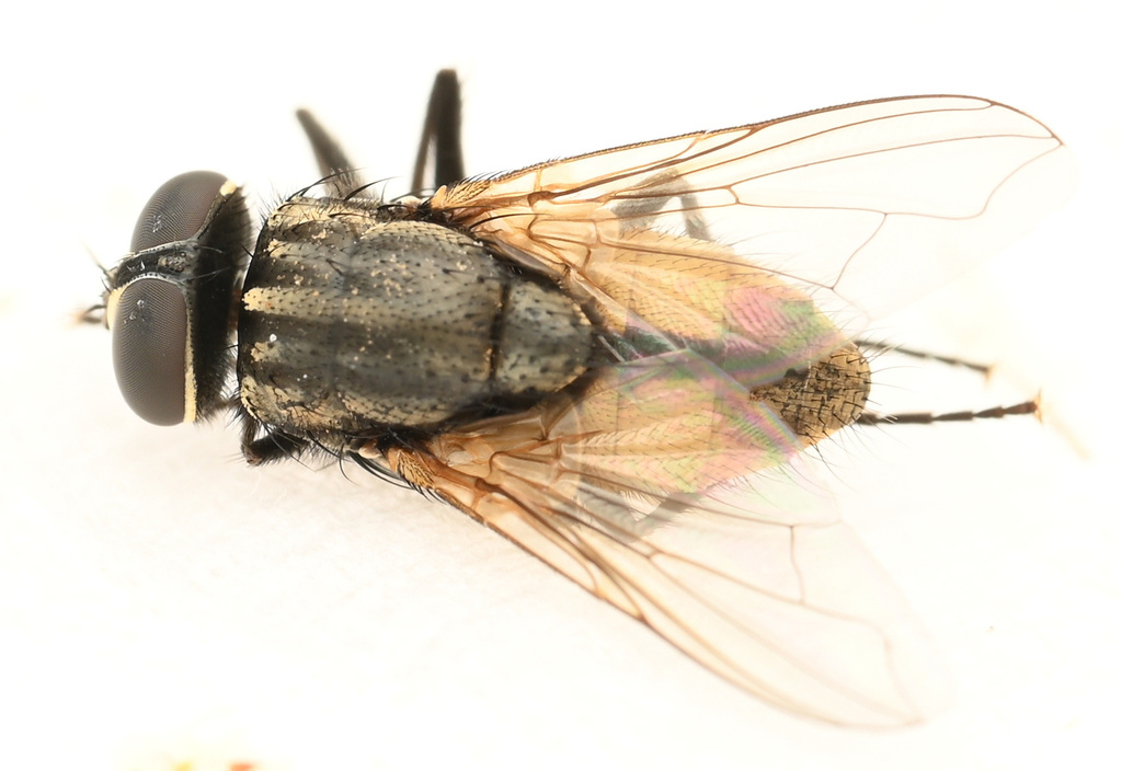 Common House Fly from 中国云南省德宏傣族景颇族自治州盈江县 on June 10, 2024 at 09:11 PM ...