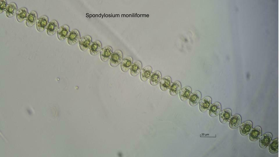 (Spondylosium moniliforme) - Botanical Realm