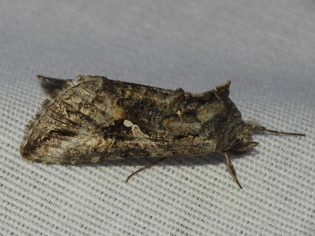 Gray Looper Moth from Harmony Hills, Fort Worth, TX, USA on October 28 ...