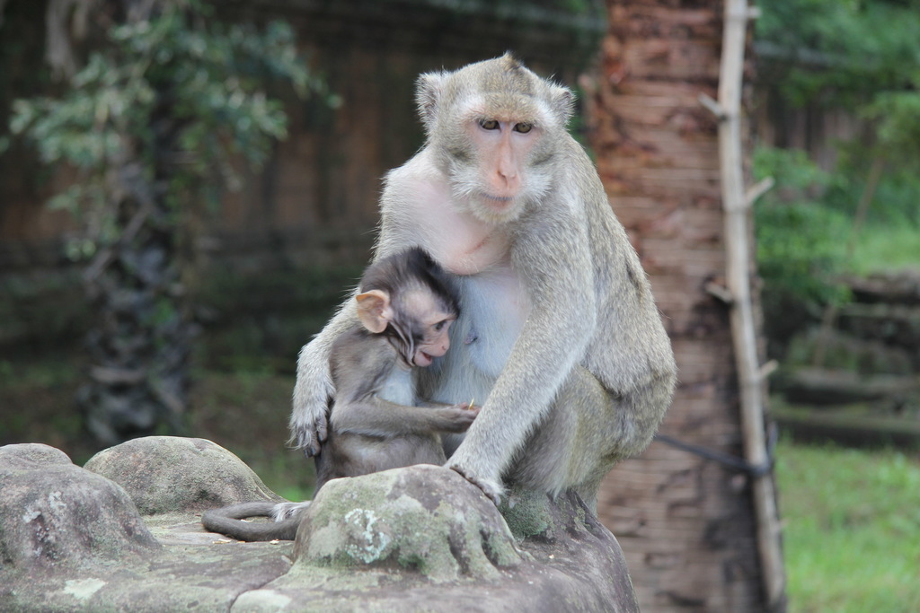 Long-tailed Macaque (Macaca fascicularis) - Know Your Mammals