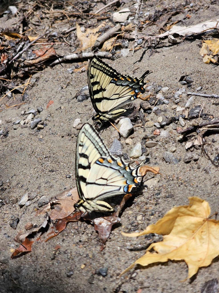 Tiger Swallowtails and Allies from Northumberland County, ON, Canada on ...