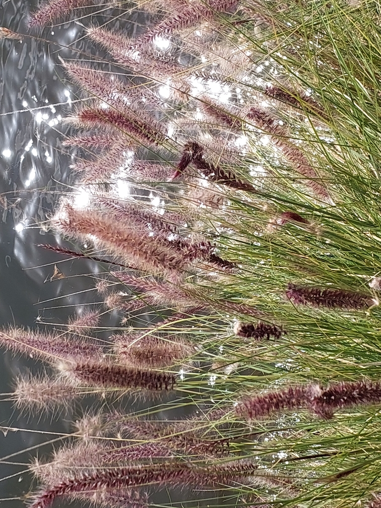 Fountain Grass from Parramatta Wharf, Parramatta NSW 2150, Australia on ...