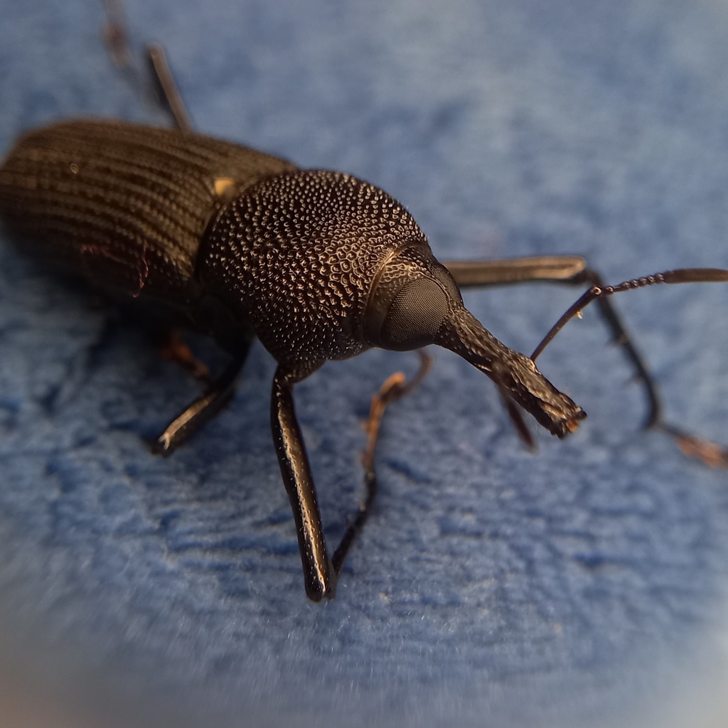 Bearded Weevil from F994+7GQ, Provincia de Alajuela, La Fortuna, Barrio ...