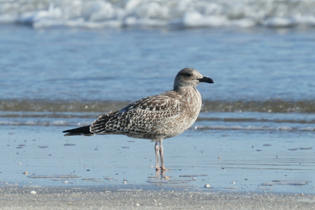 Lesser Black-backed Gull from Cameron Parish, LA, USA on October 26 ...