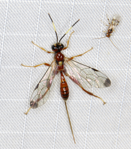 Arotes melleus · iNaturalist