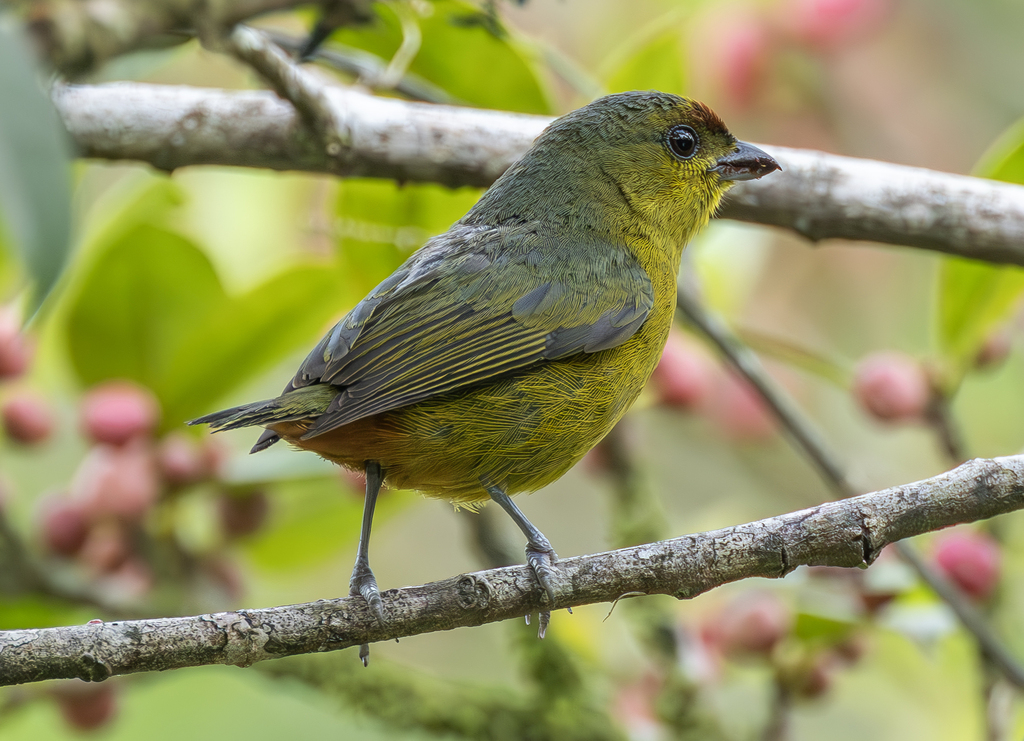 Olive-backed Euphonia from Arenal Observatory Lodge & Trails, 7Km ...