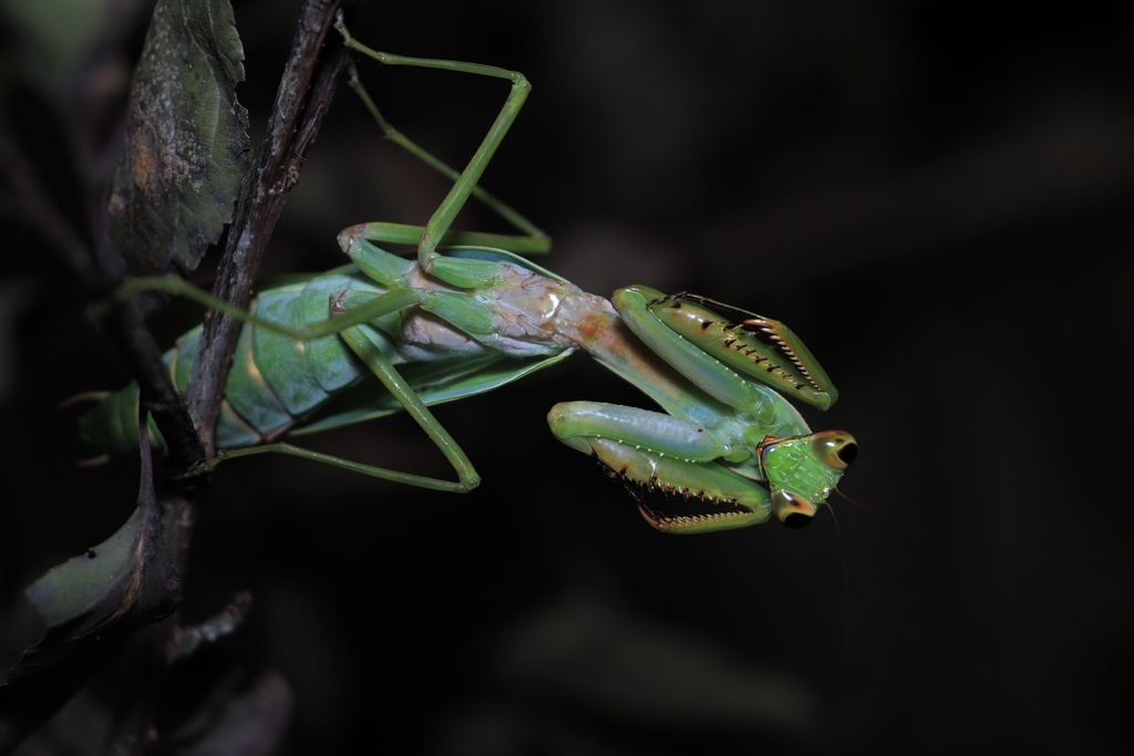 Hierodula chinensis from Qionghai, Hainan, CN on October 29, 2024 at 12 ...