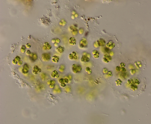 Gloeocystis ampla · iNaturalist Mexico