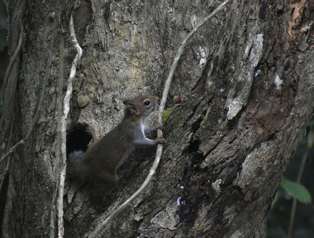 Deppe's Squirrel from Solidaridad, Q.R., México on September 16, 2024 ...