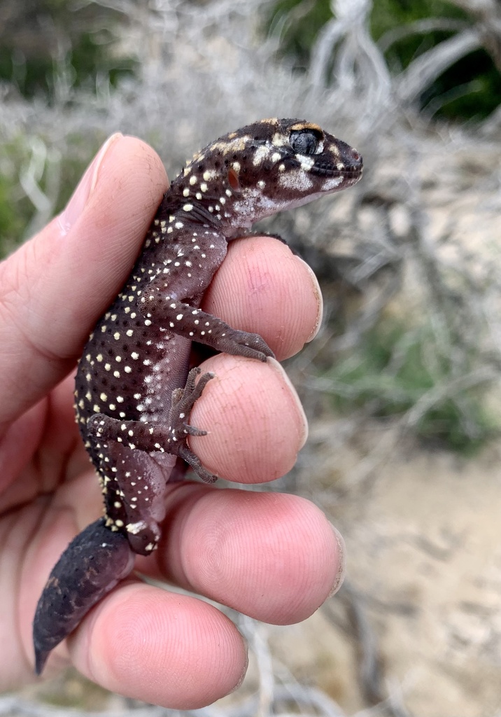 Thick-tailed Barking Gecko from Houtman Abrolhos Islands National Park ...