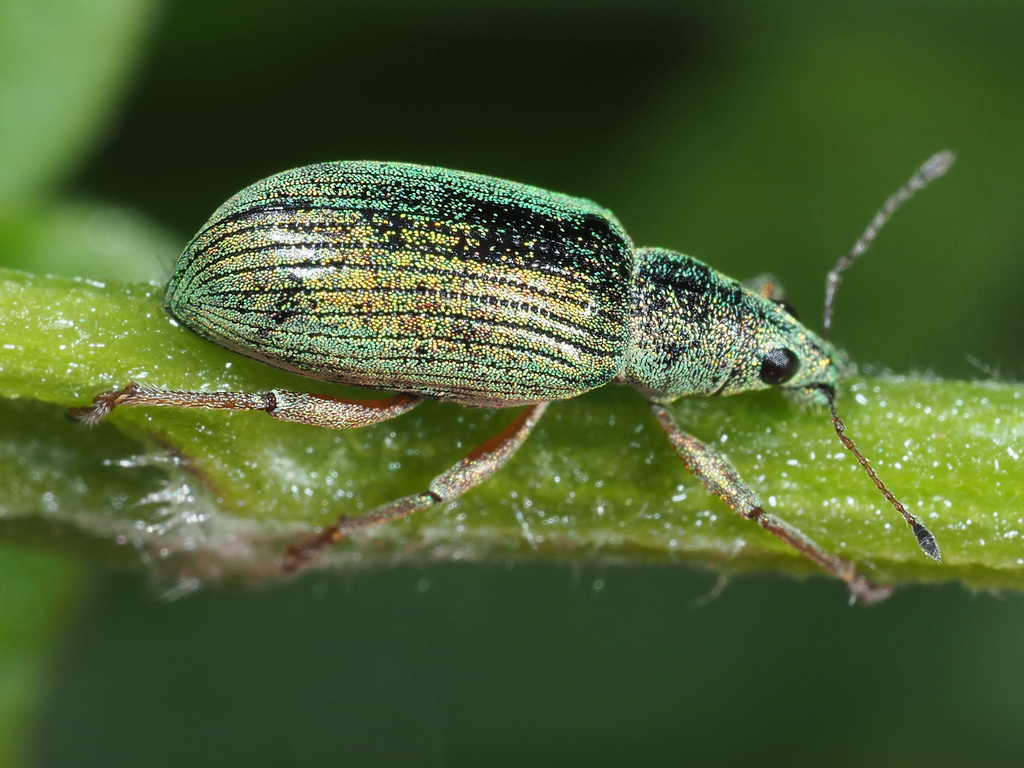 Green Immigrant Leaf Weevil from Schlossberg - Hofacker-Kreuz ...