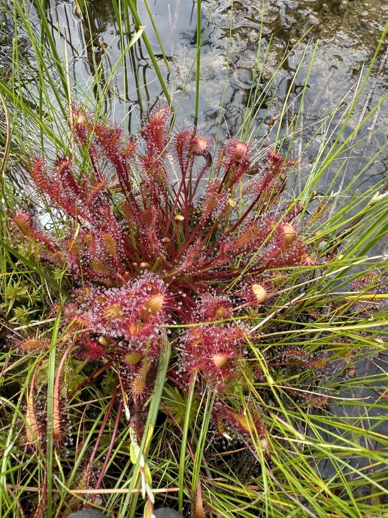 Great Sundew in July 2024 by Reece Redeye-Desposito. I 5-6 individual ...