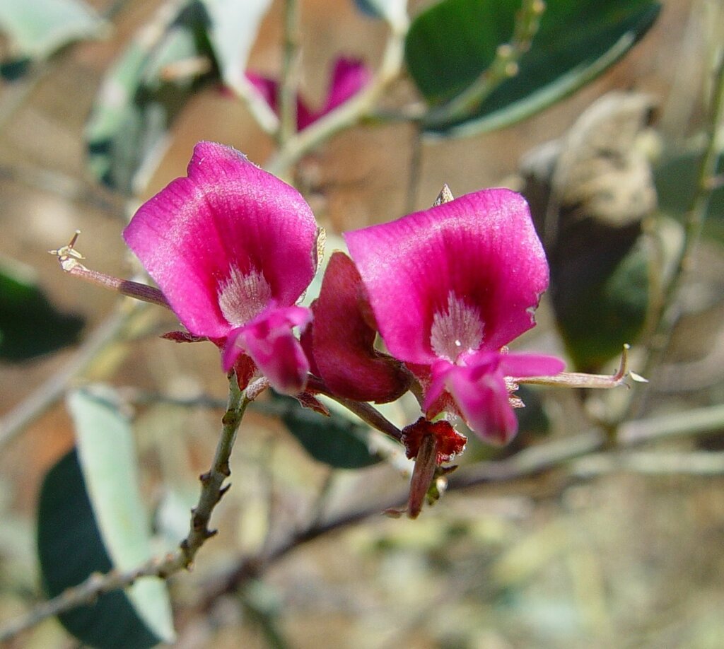 Indigofera monophylla from Eighty Mile Beach WA 6725, Australia on ...