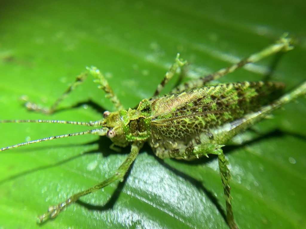 Clepsydronotus deciduus (Insectos Papa´s Place) · iNaturalist