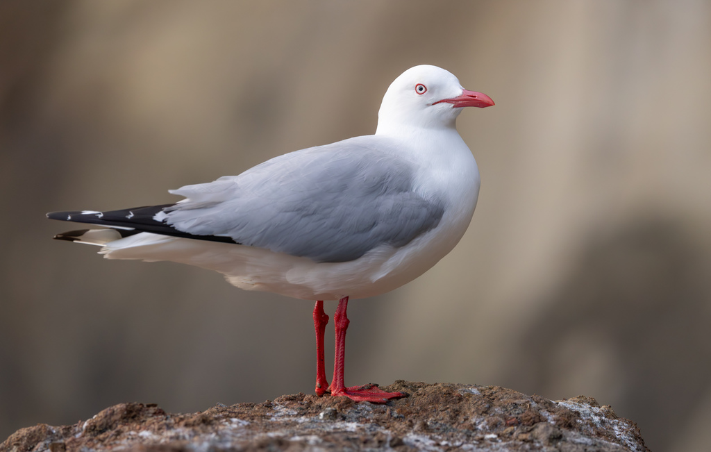 Silver Gull (Birds of the Avon River Western Australia) · iNaturalist