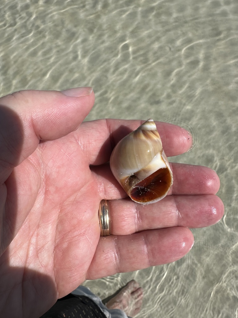 Conical Moon Snail from Dunn Bay, Dunsborough, WA, AU on October 29 ...