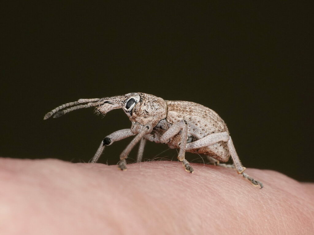 Fruit-tree Root Weevil from Jeeralang Junction, Victoria, Australia on ...